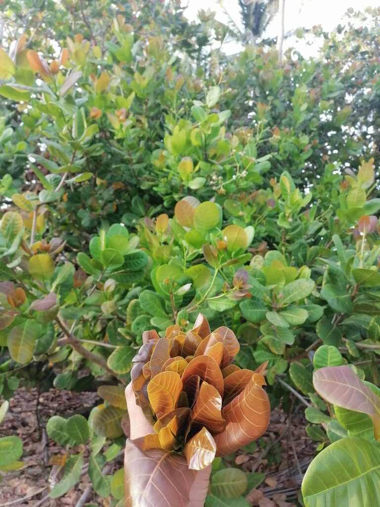 Tip Tanam Pokok Jambu Gajus Guna Biji Benih, Kejap Sahaja Boleh Petik ...